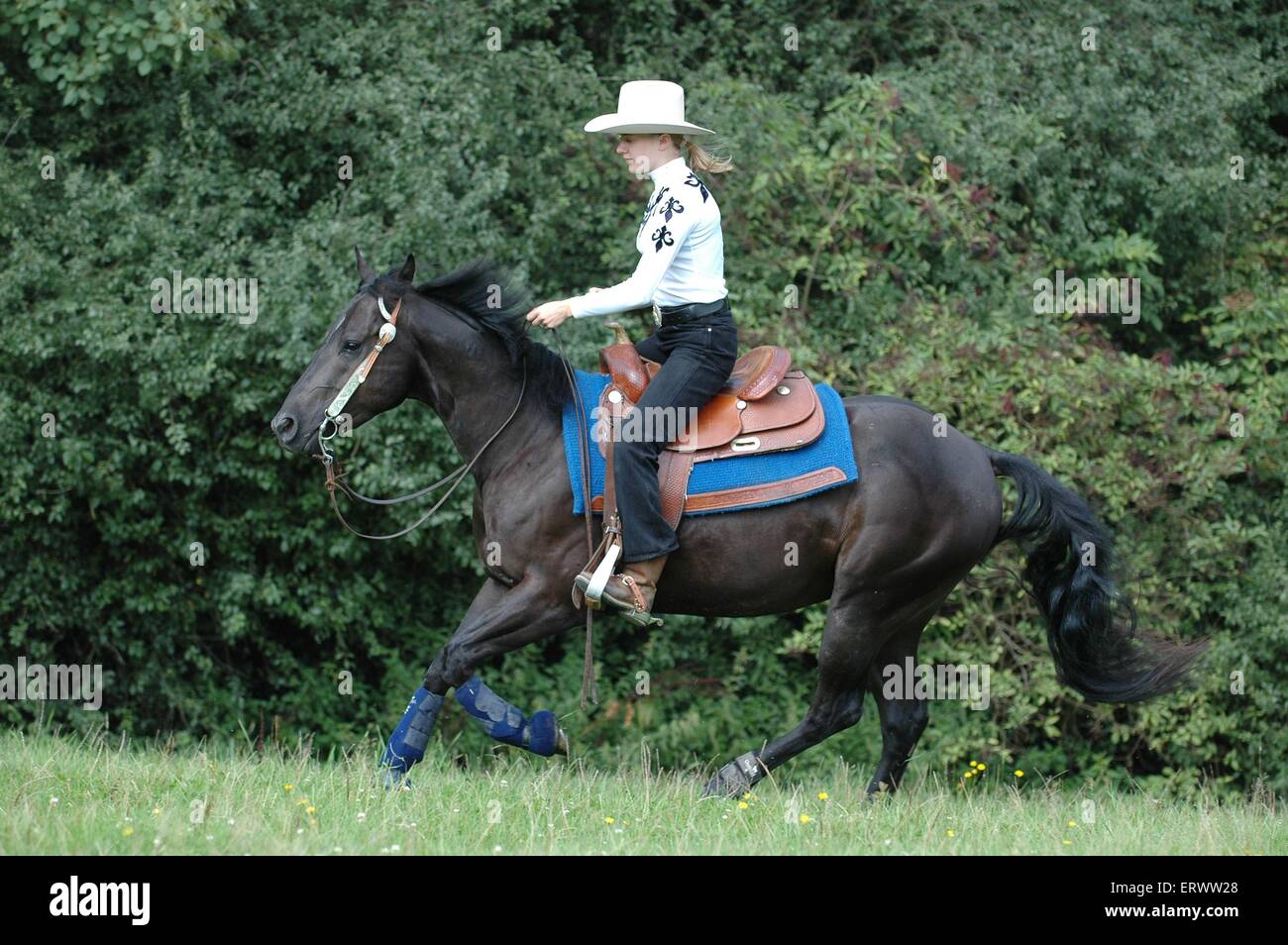 woman rides Quarter Horse Stock Photo - Alamy