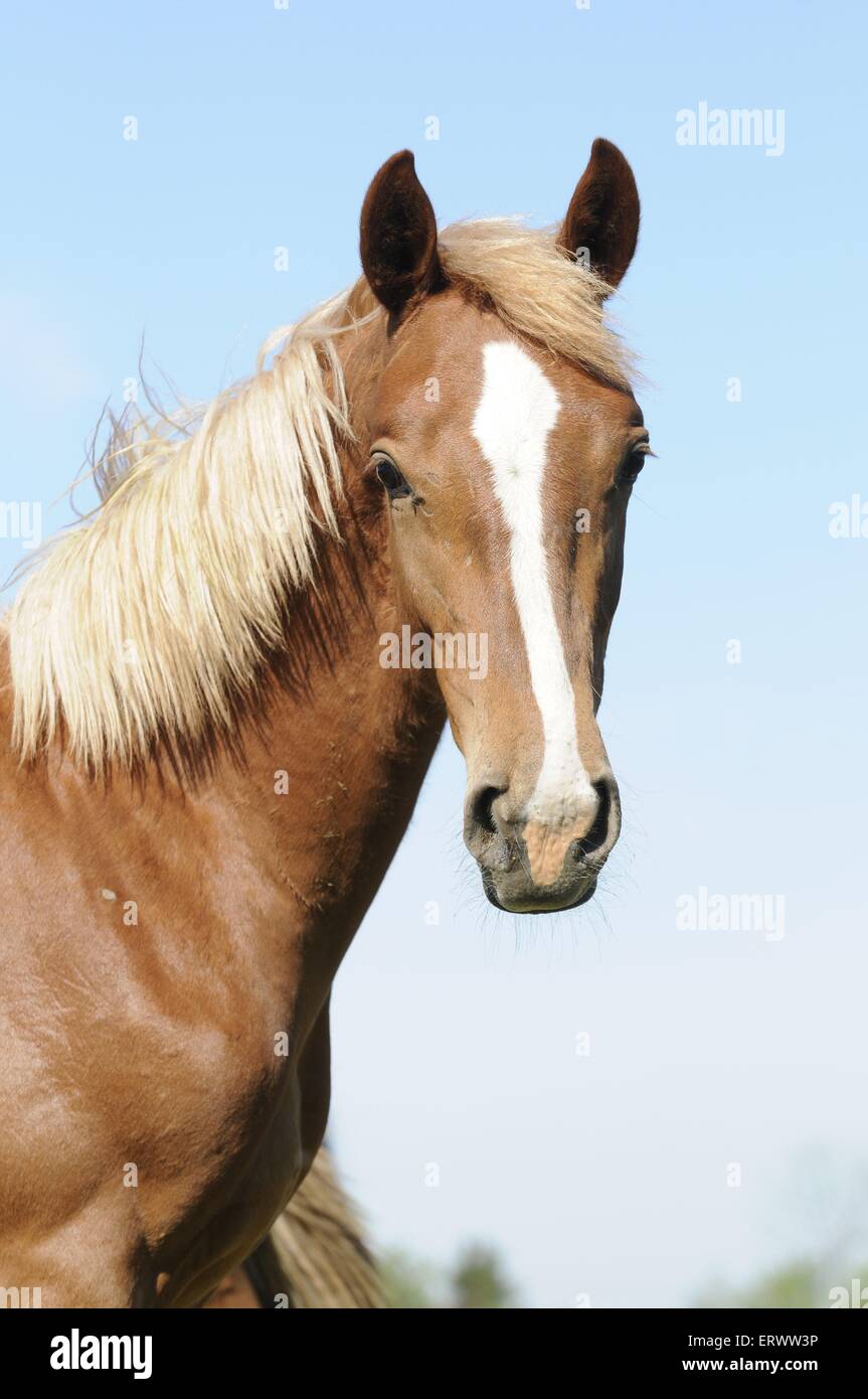 Holsteiner horse portrait Stock Photo - Alamy