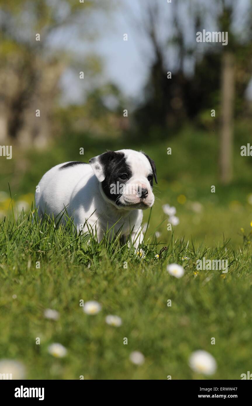 Continental Bulldog Puppy Stock Photo - Alamy
