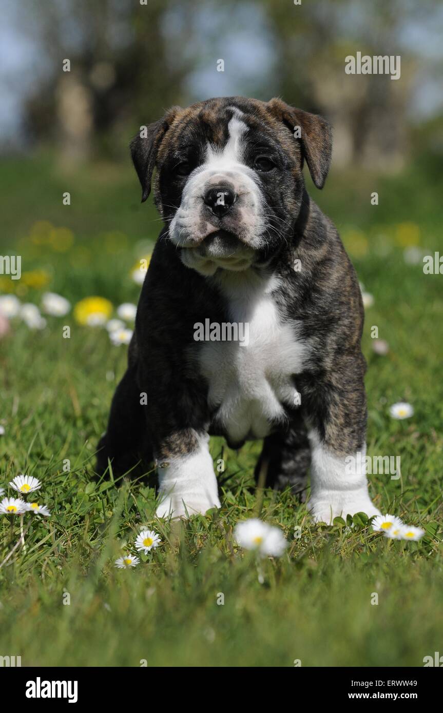 Continental Bulldog Puppy Stock Photo - Alamy