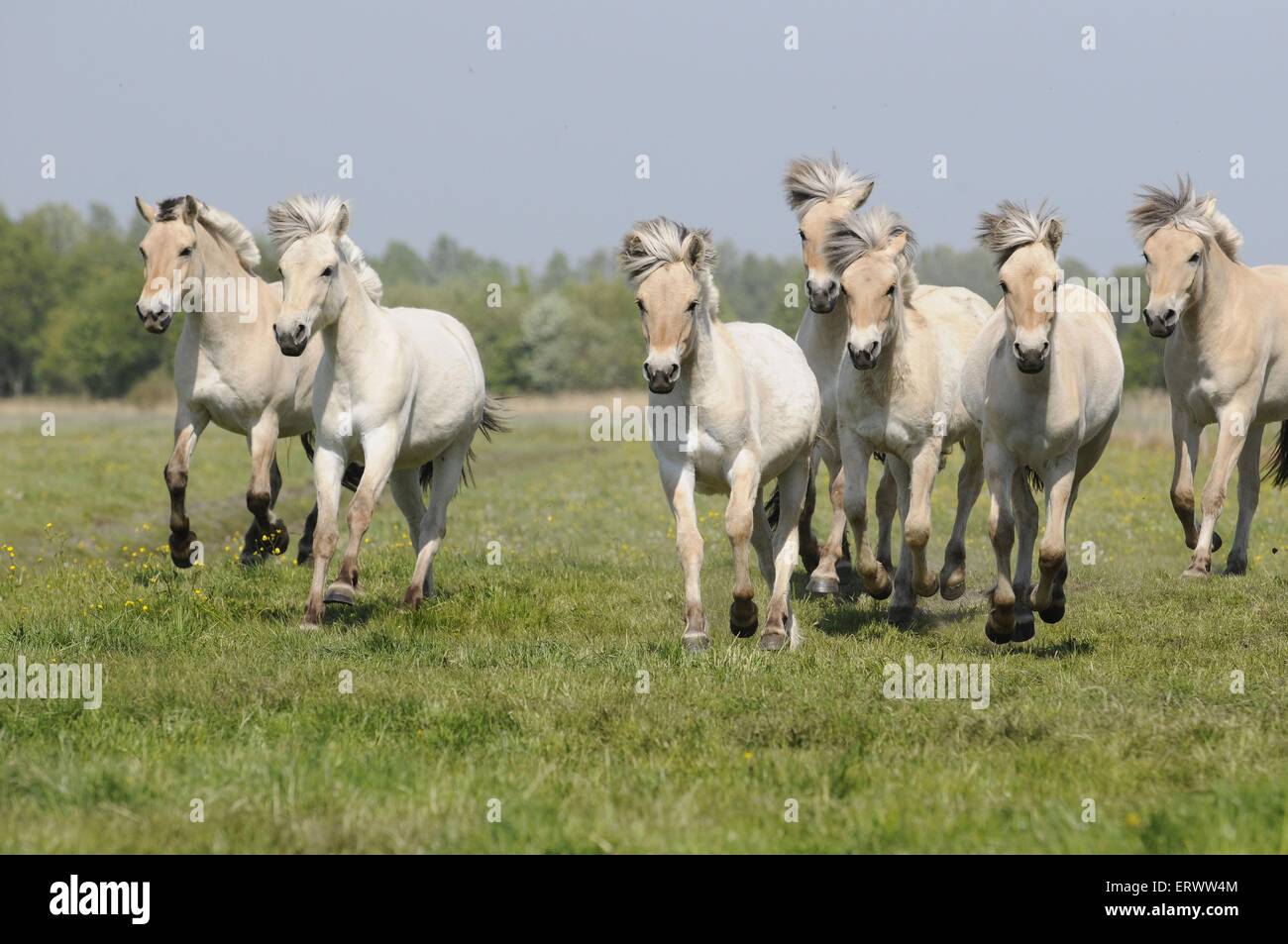 Herd horses galloping with sun hi-res stock photography and images - Alamy