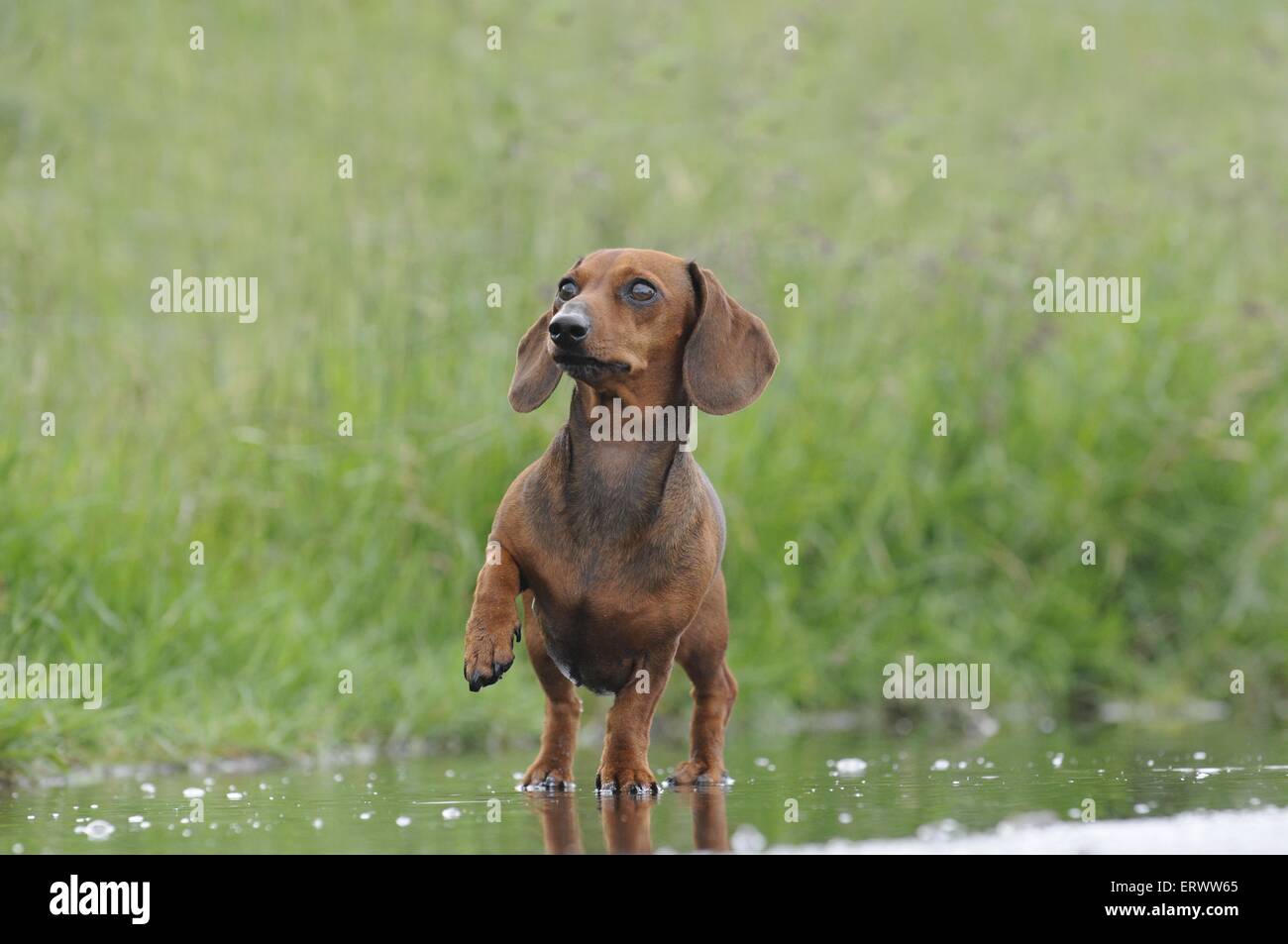 Shorthaired teckel hi-res stock photography and images - Alamy