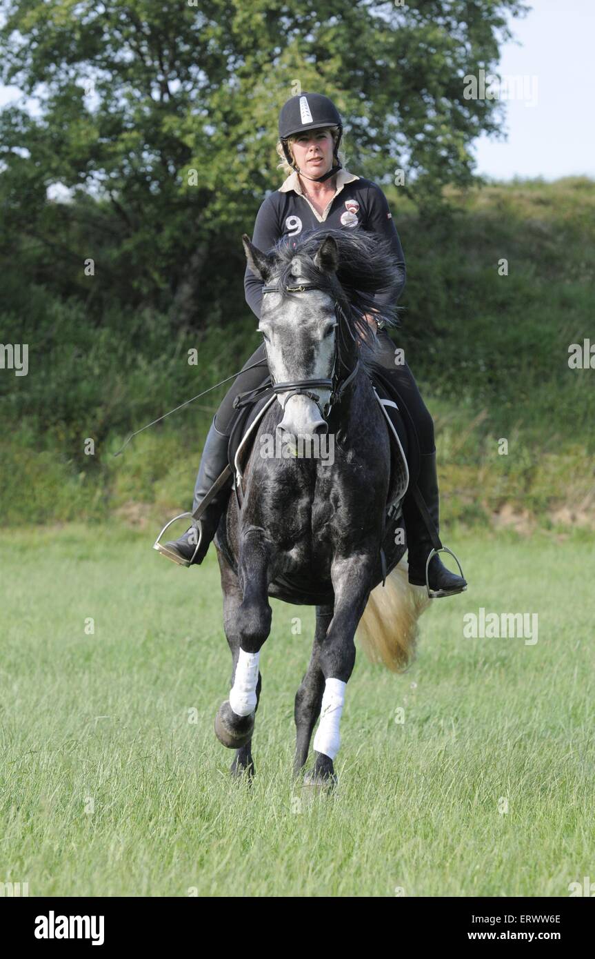 woman rides Holsteiner horse Stock Photo - Alamy