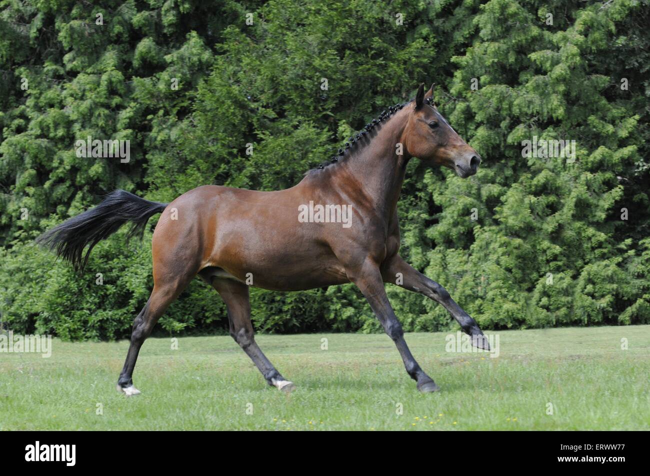 Pony galloping hi-res stock photography and images - Alamy