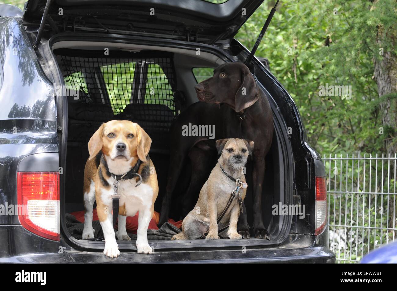 Pedigree dogs sits stand hi-res stock photography and images - Alamy