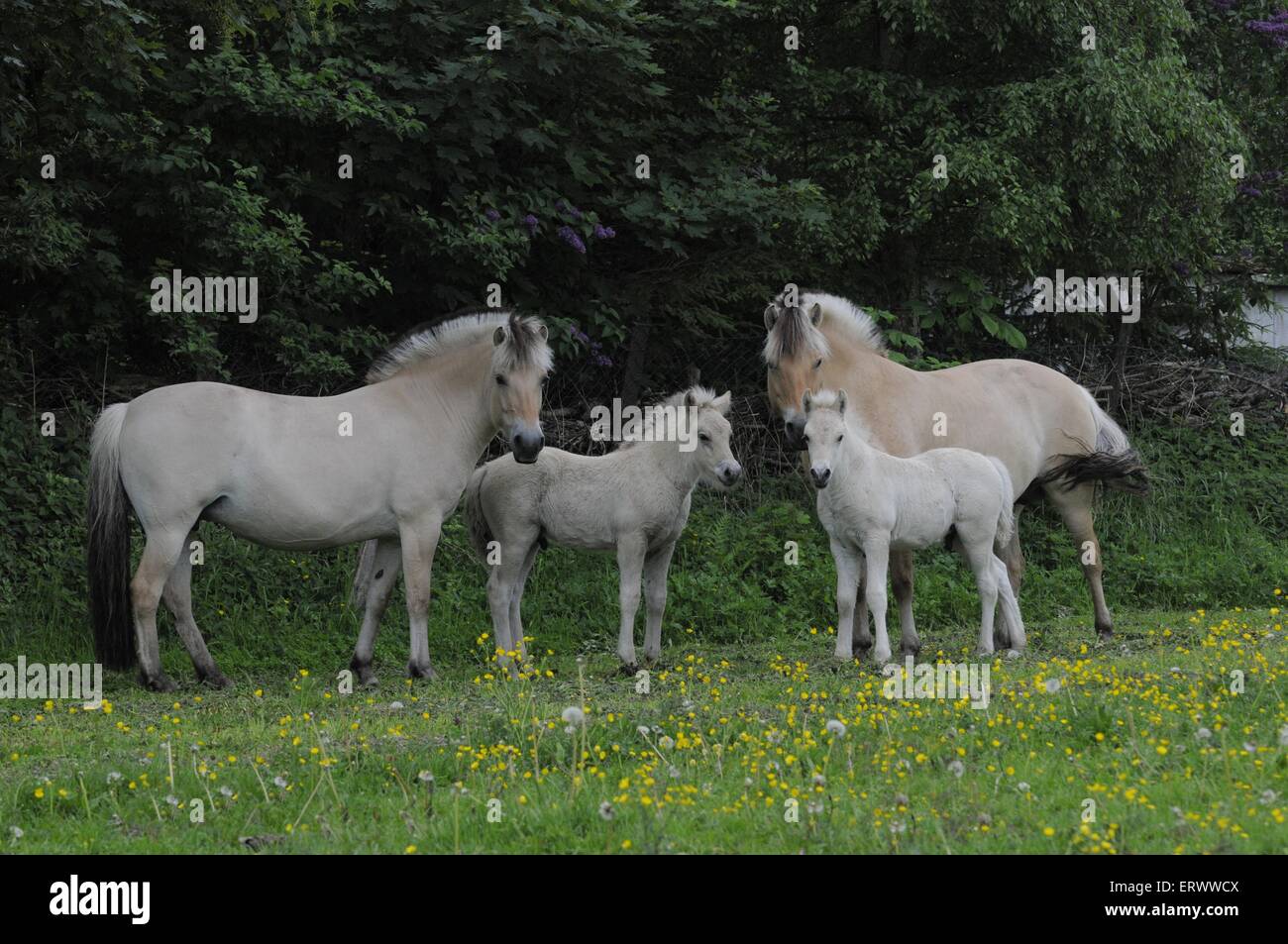 Fjords with foals hi-res stock photography and images - Alamy