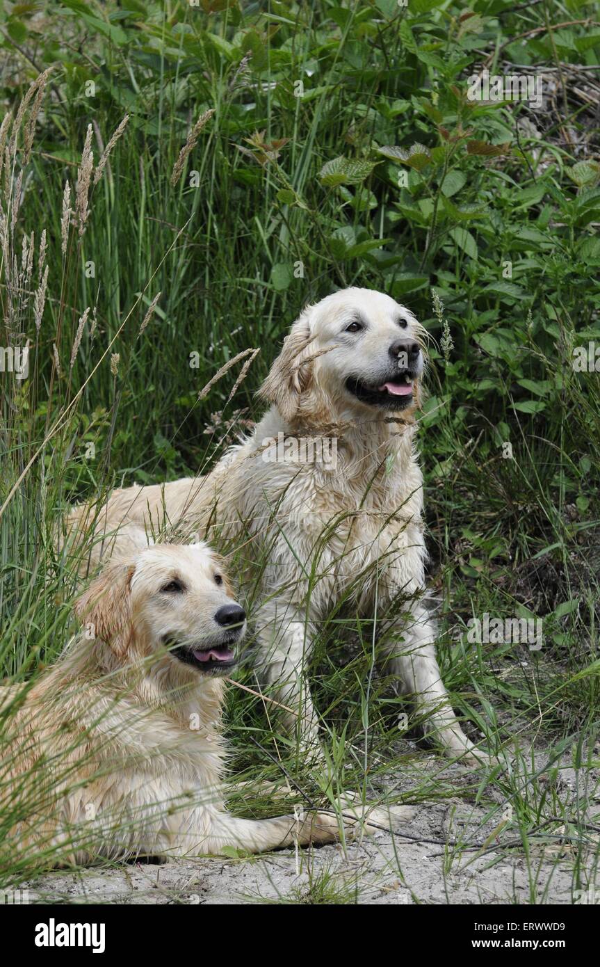 2 Golden Retriever Stock Photo - Alamy