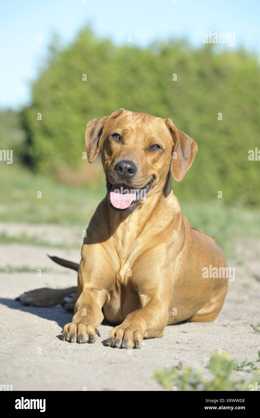 lying Rhodesian Ridgeback Stock Photo - Alamy