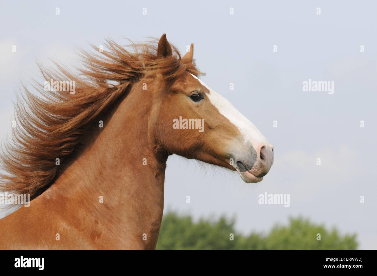 Baroque Pinto Portrait Stock Photo - Alamy