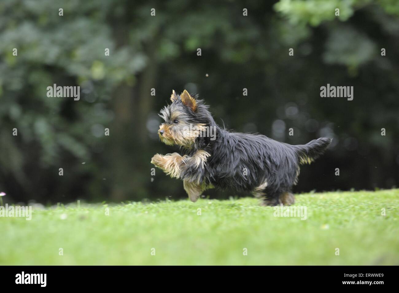 running Yorkshire Terrier Stock Photo - Alamy