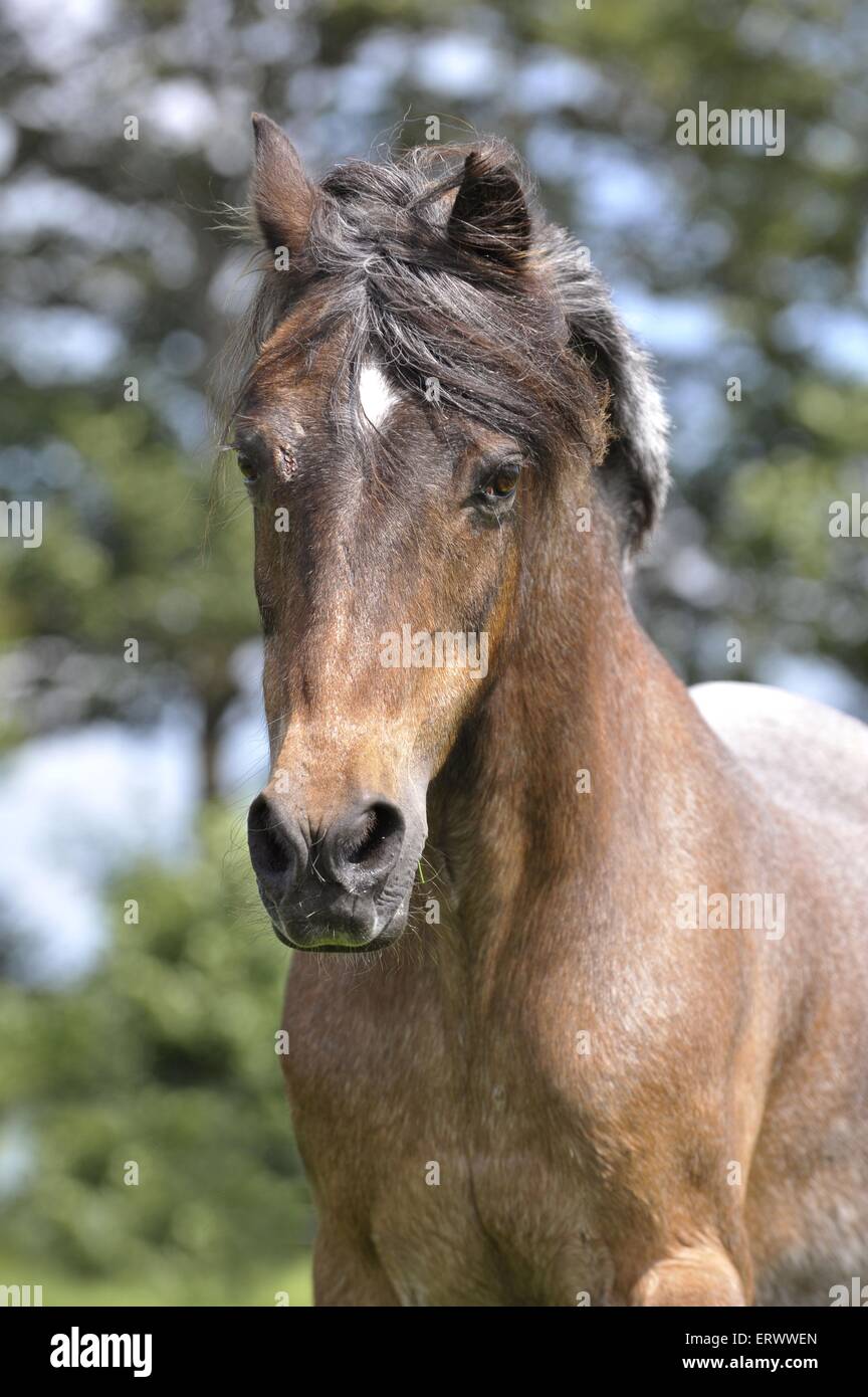 Pony portrait hi-res stock photography and images - Alamy