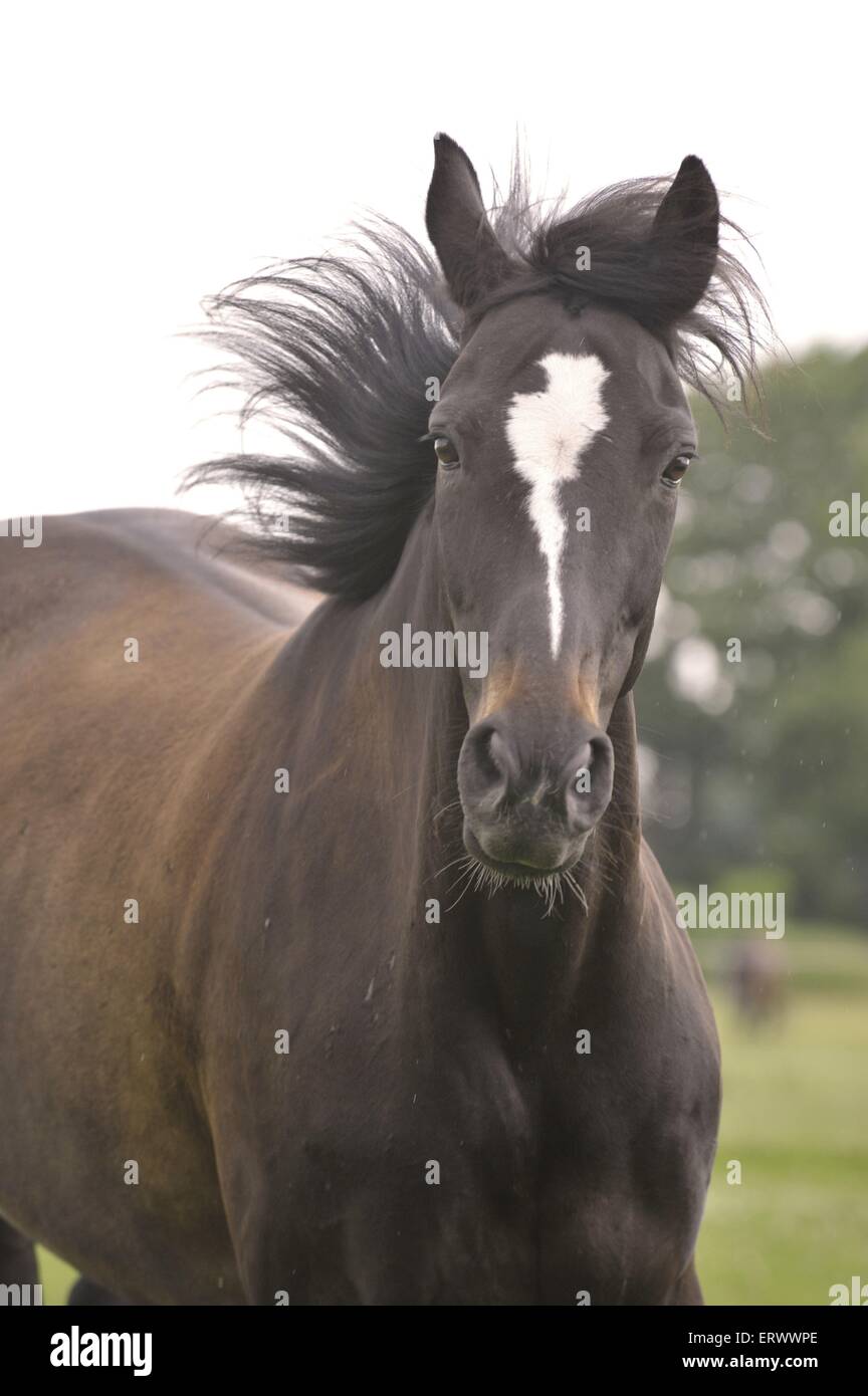 Hanoverian horse portrait Stock Photo - Alamy
