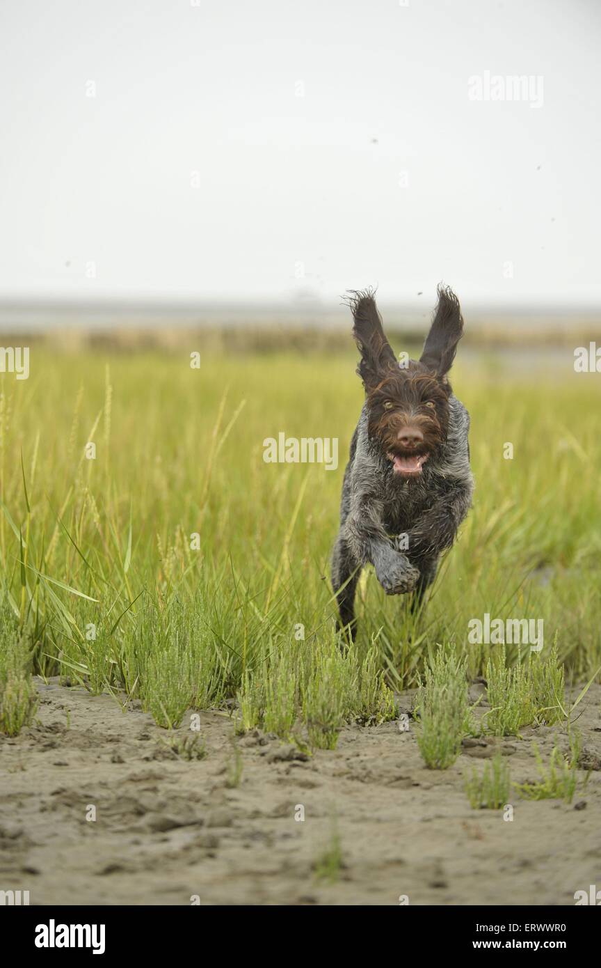 running German wirehaired Pointer Stock Photo - Alamy
