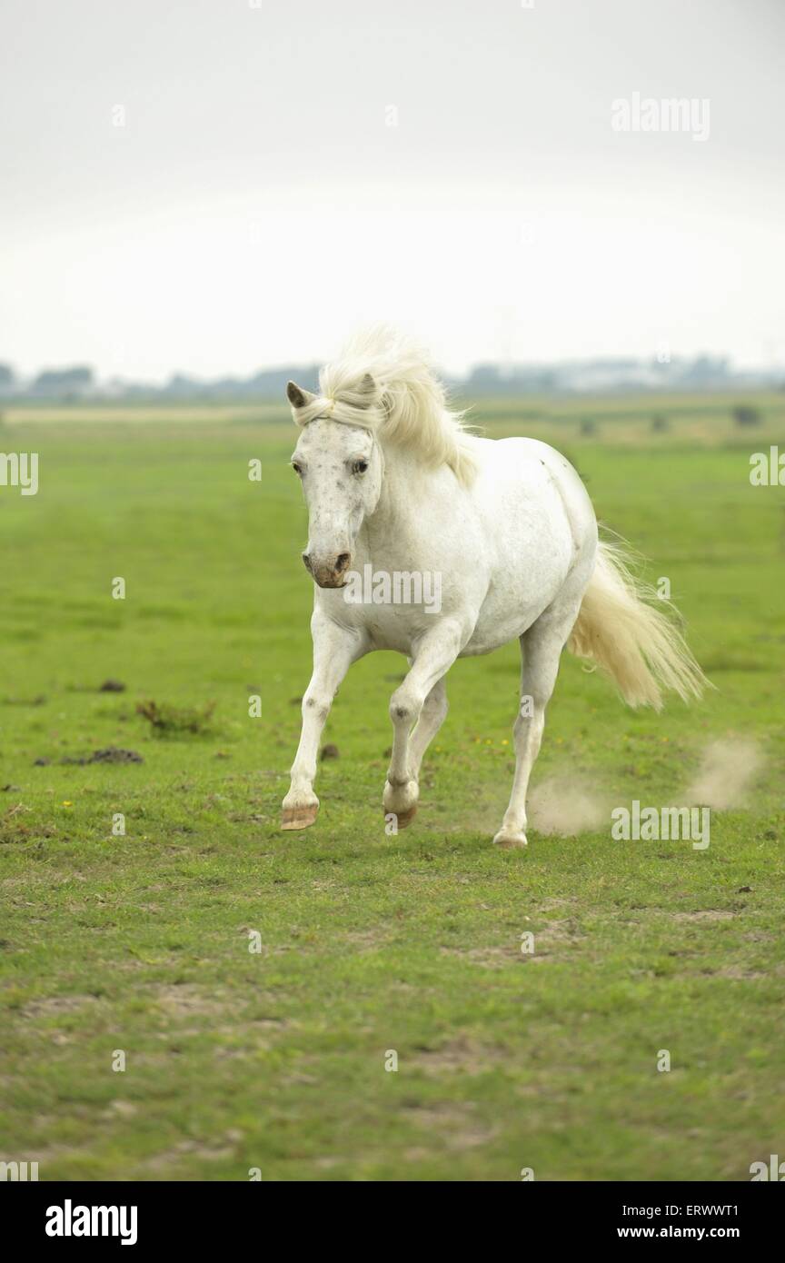 Cross bred pony hi-res stock photography and images - Alamy
