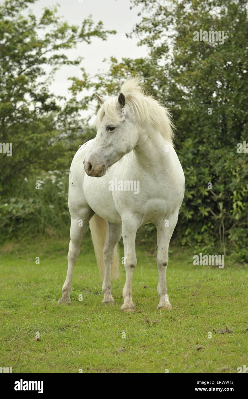 Cross bred pony hi-res stock photography and images - Alamy