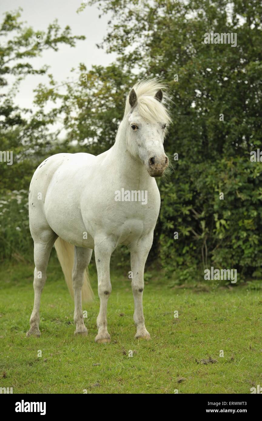 Cross bred pony hi-res stock photography and images - Alamy