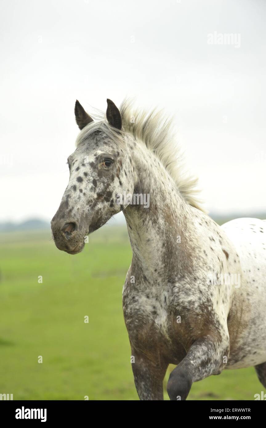 Crossbreed portrait hi-res stock photography and images - Alamy
