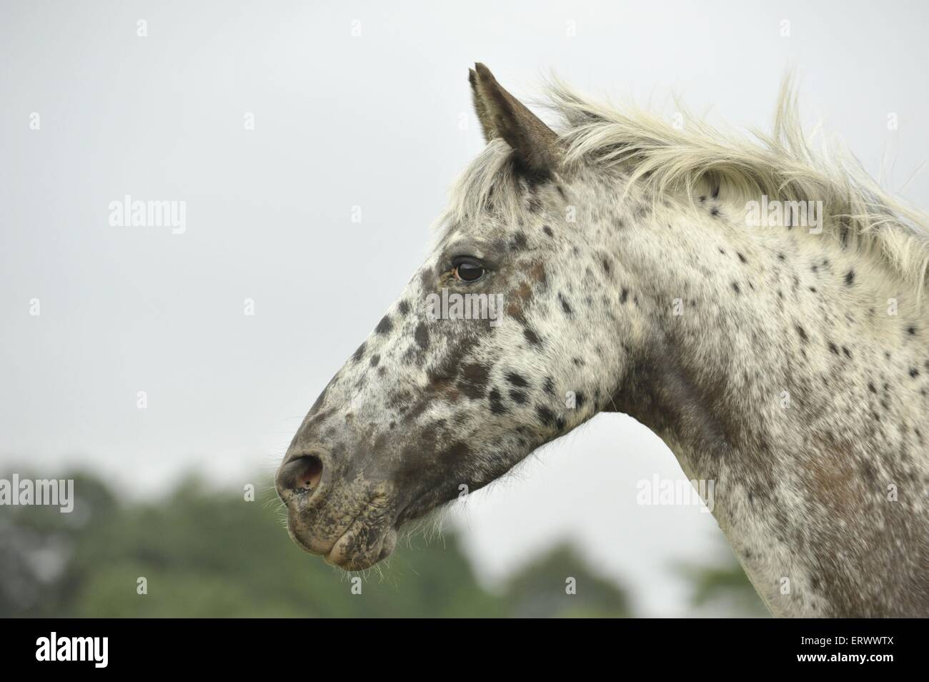 Cross bred pony hi-res stock photography and images - Alamy