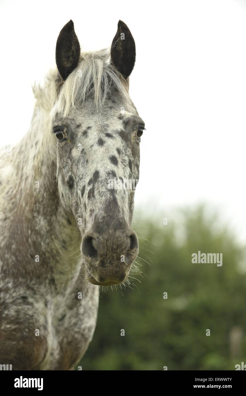 Crossbreed portrait hi-res stock photography and images - Alamy