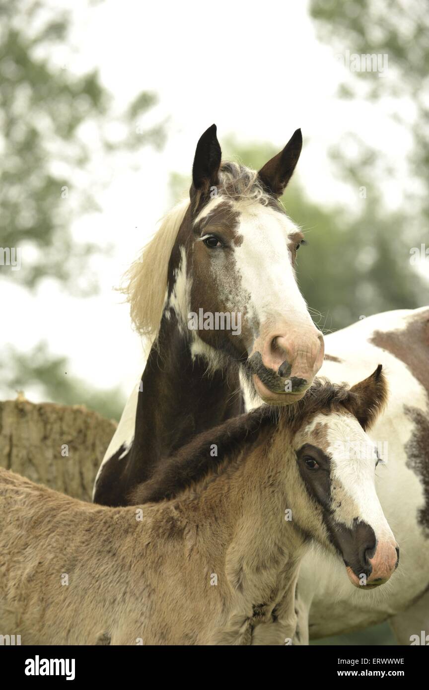Tinker foals hi-res stock photography and images - Alamy