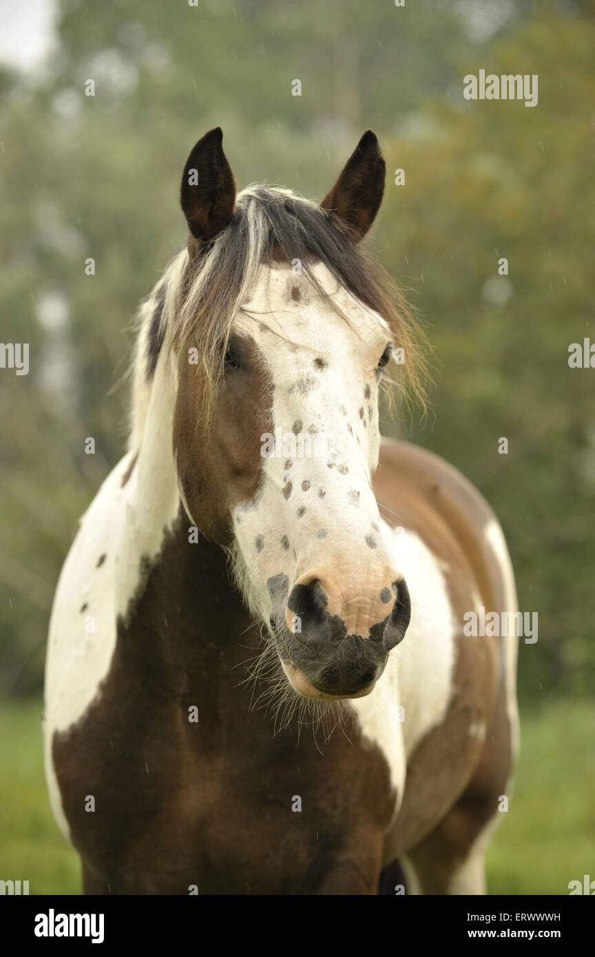 Irish Tinker Portrait Stock Photo - Alamy