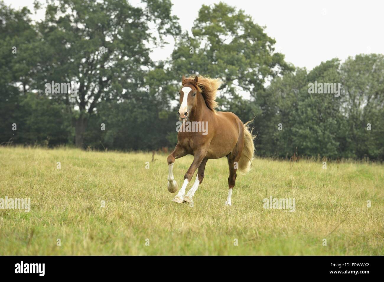 Welsh sorrel hi-res stock photography and images - Alamy