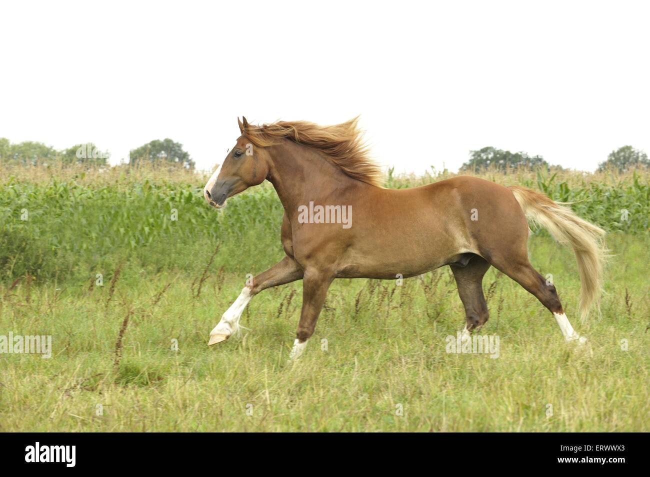Welsh sorrel hi-res stock photography and images - Alamy