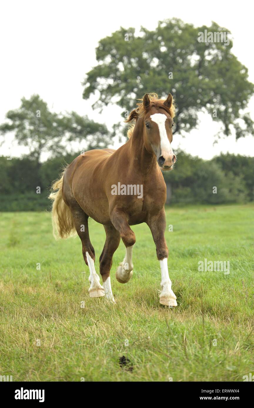 Welsh sorrel hi-res stock photography and images - Alamy