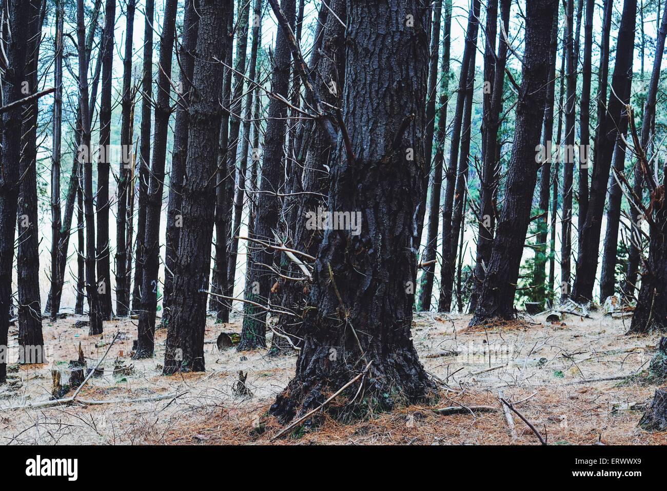 Lots of pine trees in the forest Stock Photo - Alamy