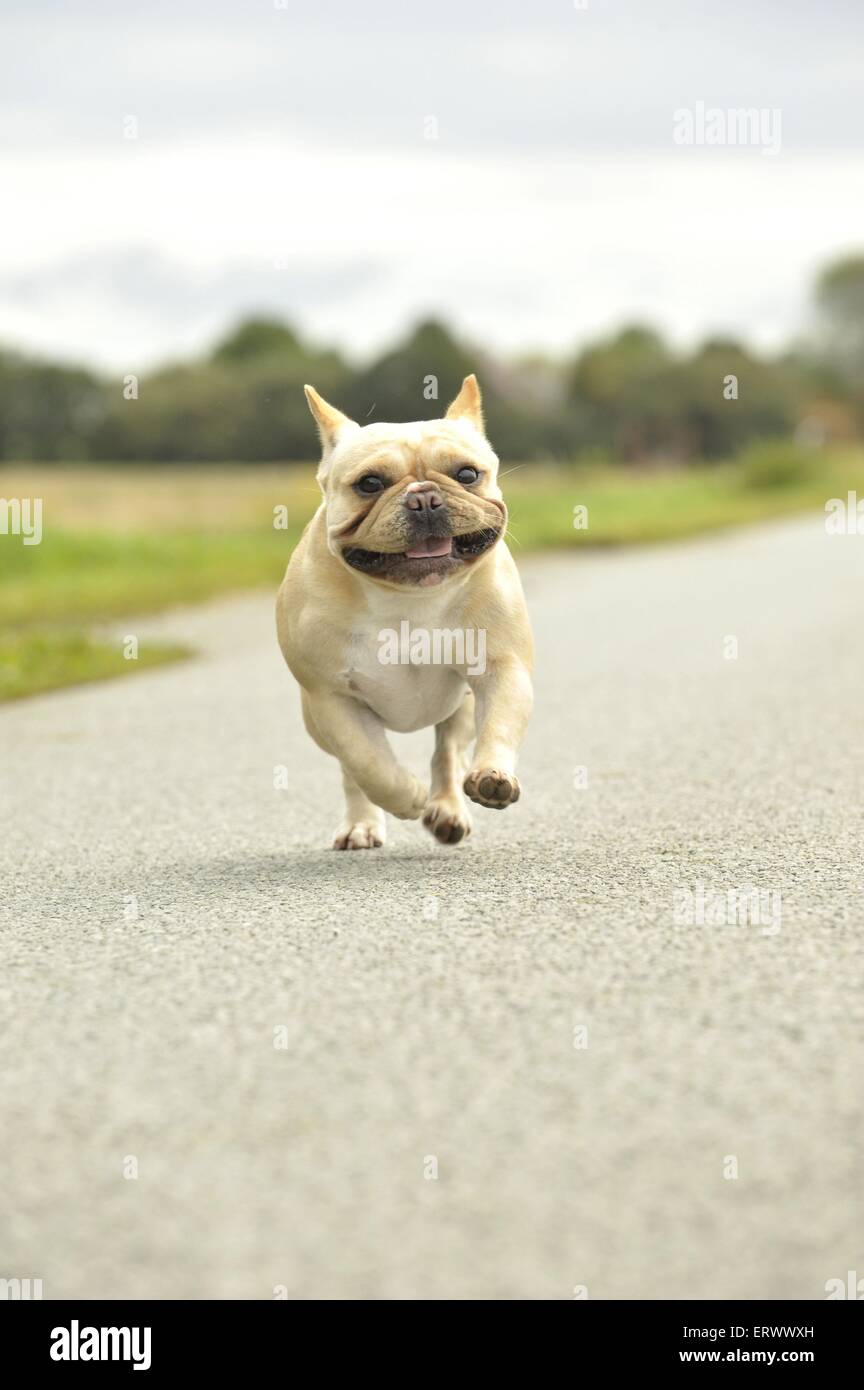 running French Bulldog Stock Photo - Alamy