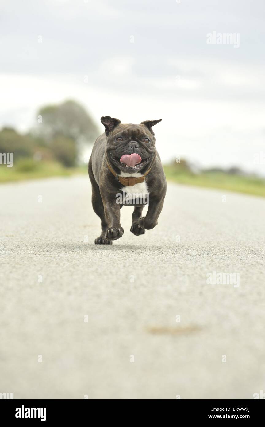 running French Bulldog Stock Photo - Alamy