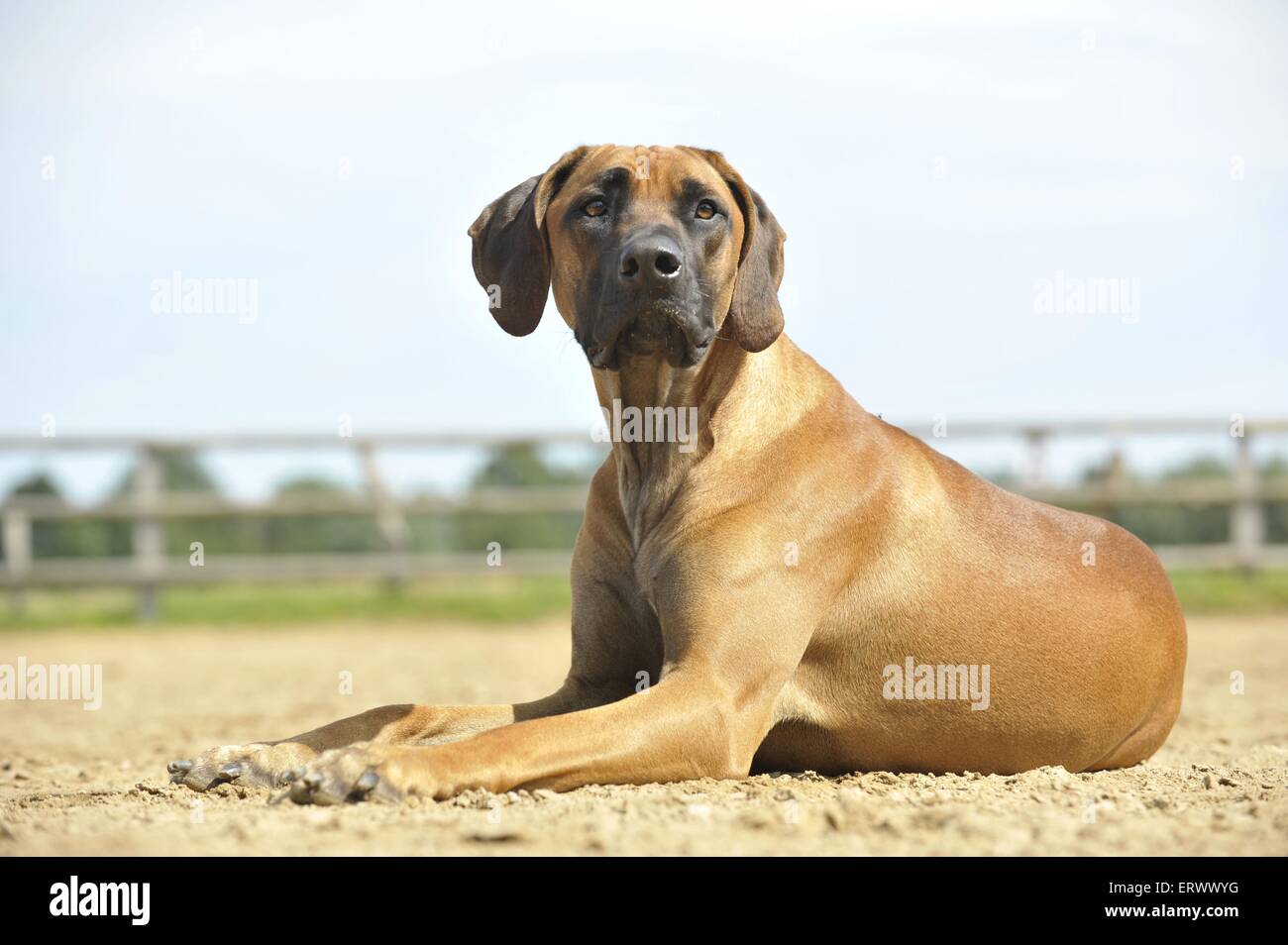 lying Rhodesian Ridgeback Stock Photo - Alamy
