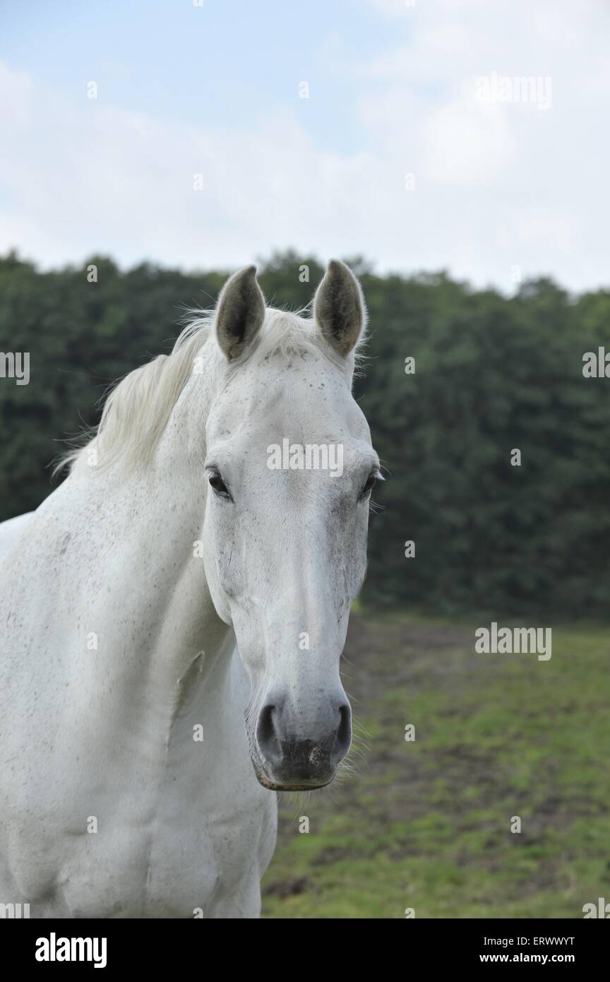 Holsteiner horse portrait hi-res stock photography and images - Alamy