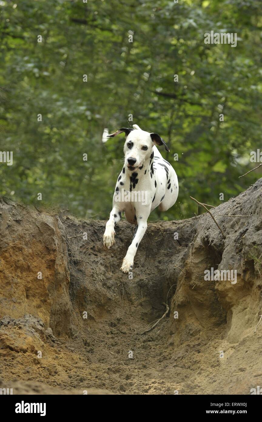 Running dalmatian hi-res stock photography and images - Alamy