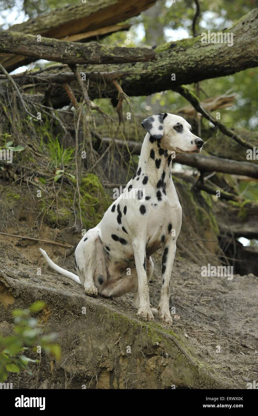 Spotty black and white dalmatian sitting hi-res stock photography and ...