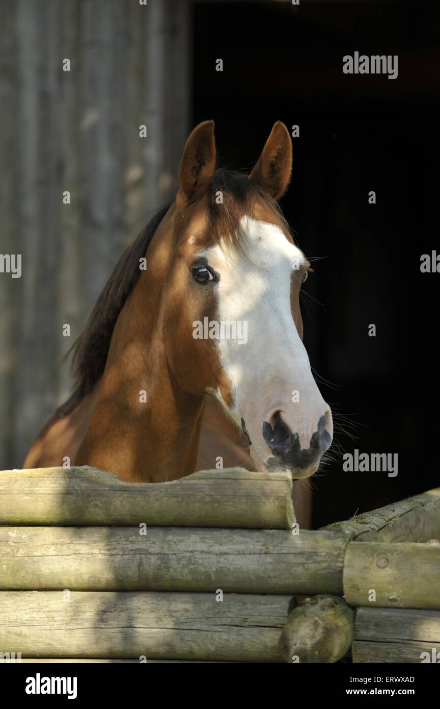 Pony portrait hi-res stock photography and images - Alamy