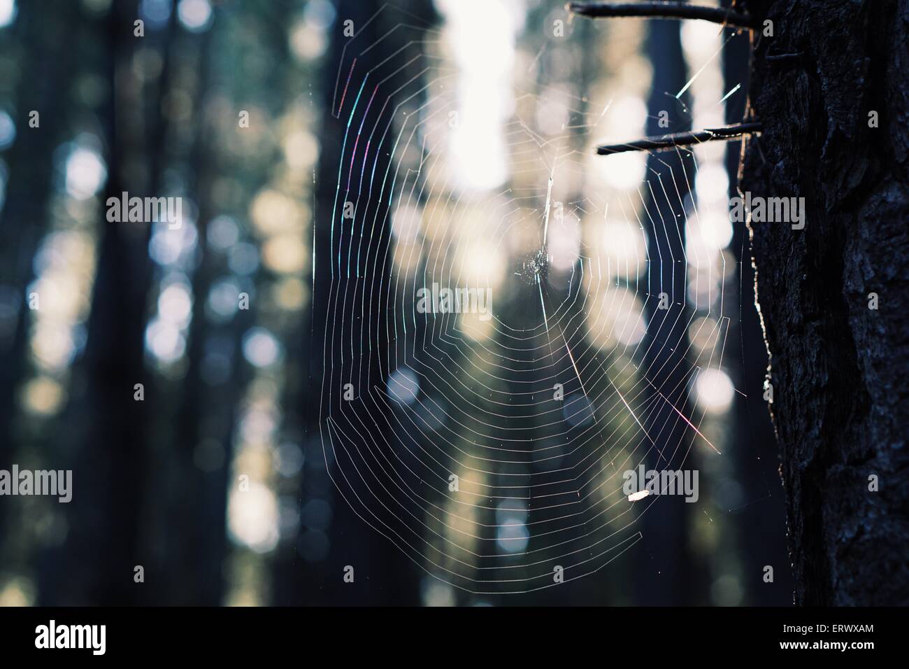 Tree spiders hi-res stock photography and images - Alamy