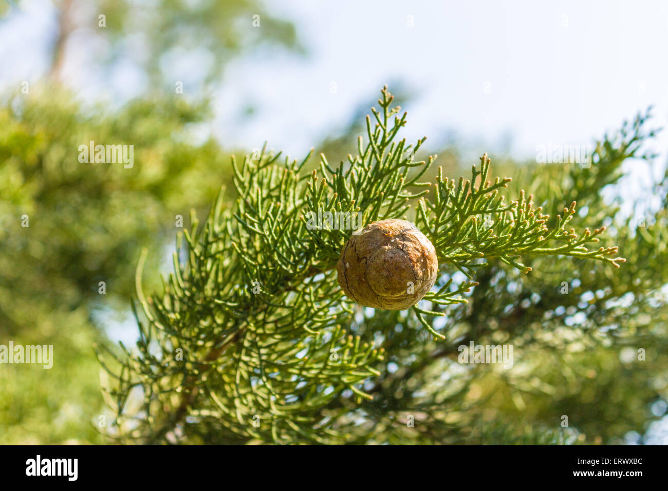 Pine berry hi-res stock photography and images - Alamy
