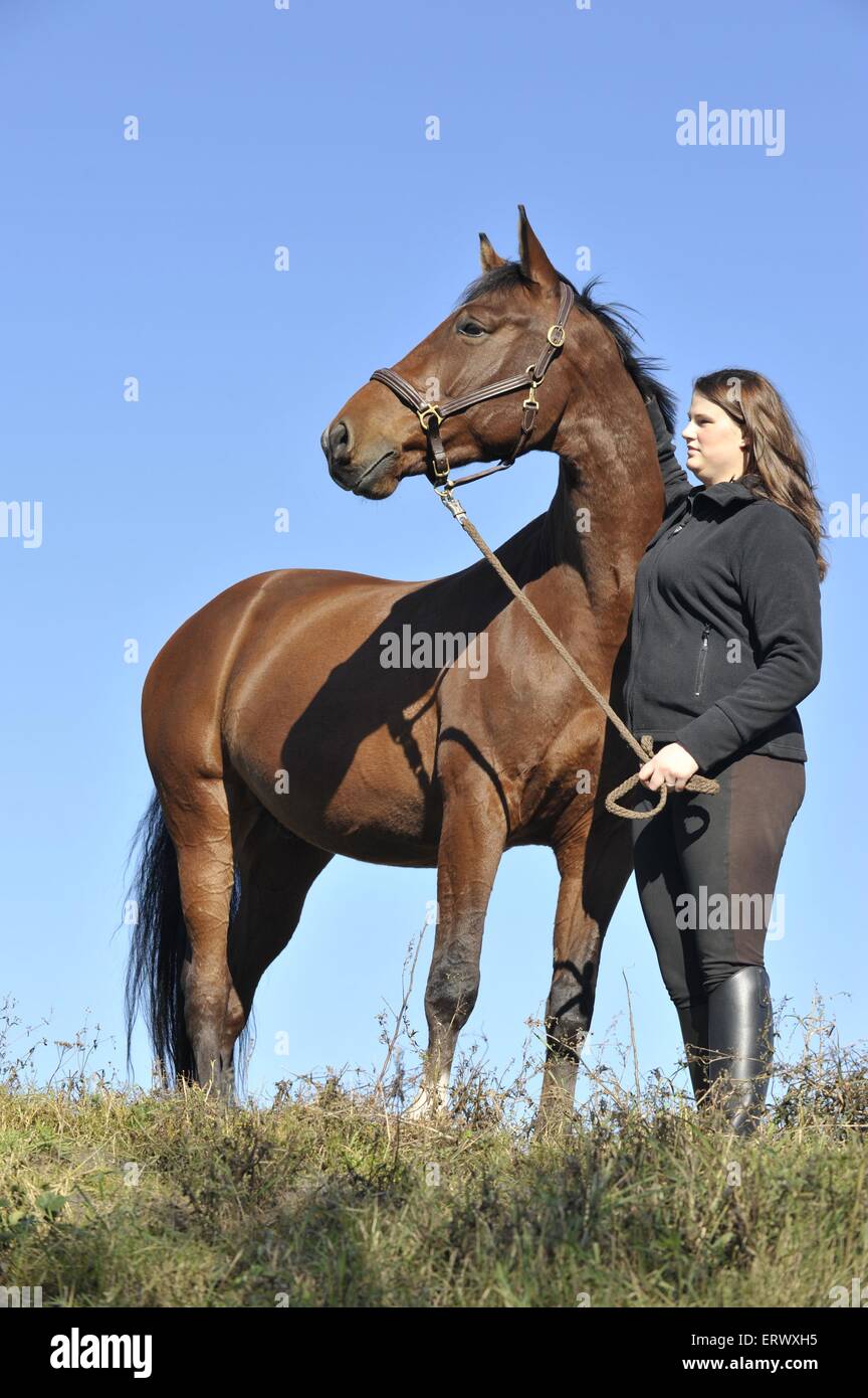 Holsteiner horse hi-res stock photography and images - Alamy