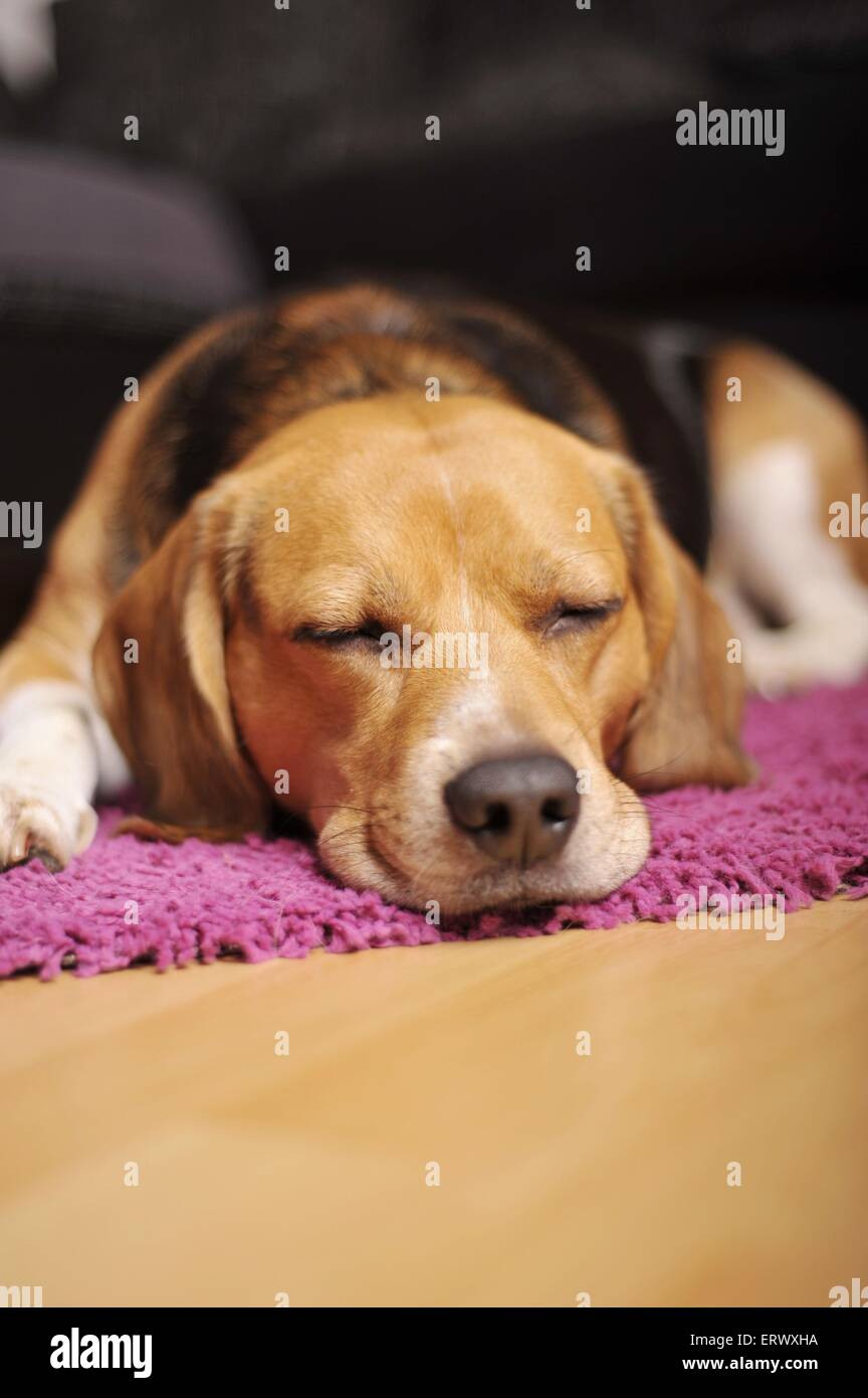 Dozing beagle hi-res stock photography and images - Alamy