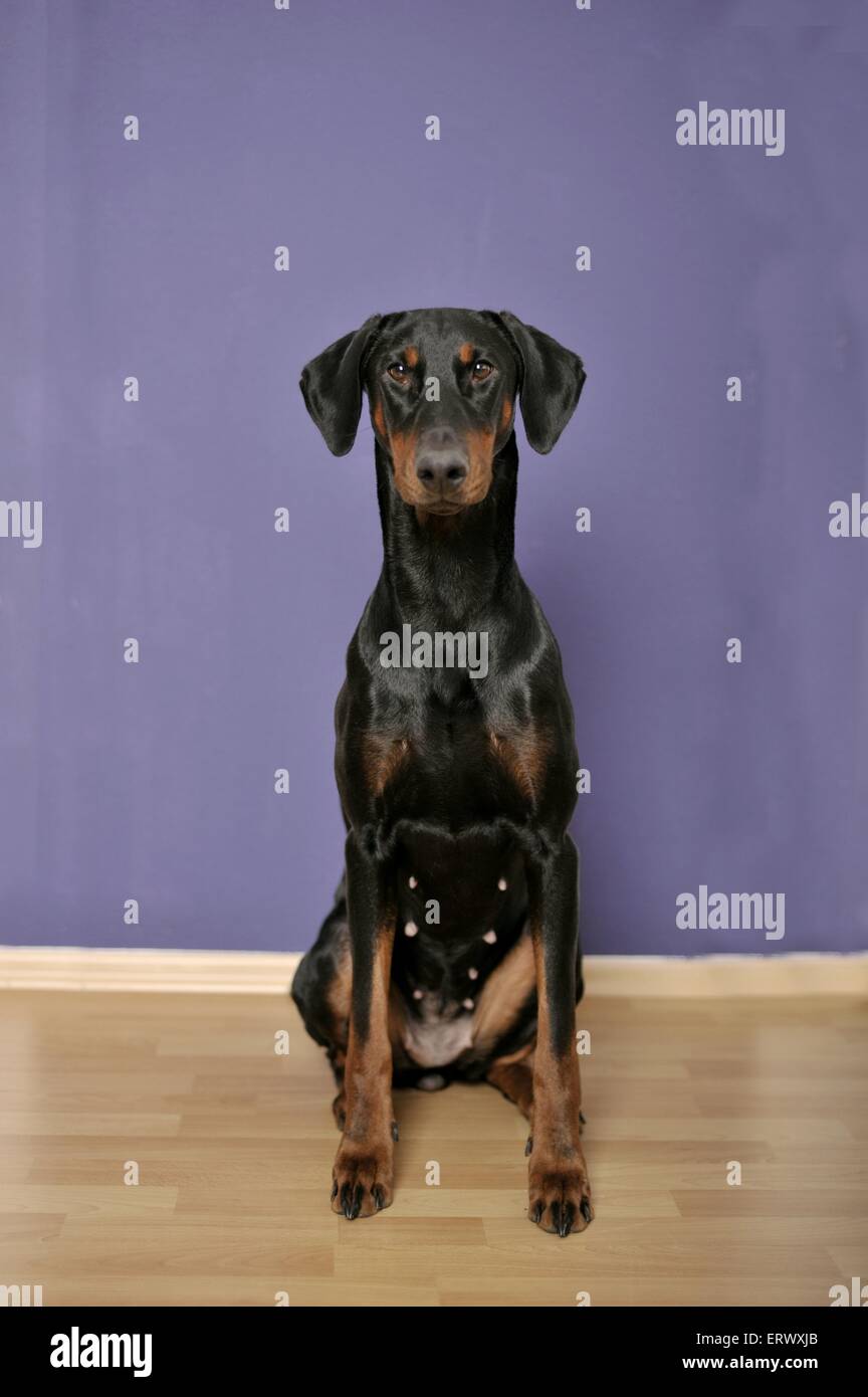 sitting Doberman Pinscher Stock Photo - Alamy