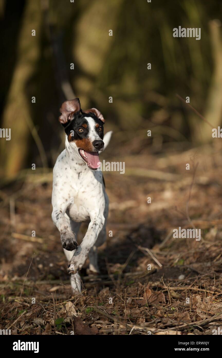 running Old Spanish Pointer Stock Photo - Alamy
