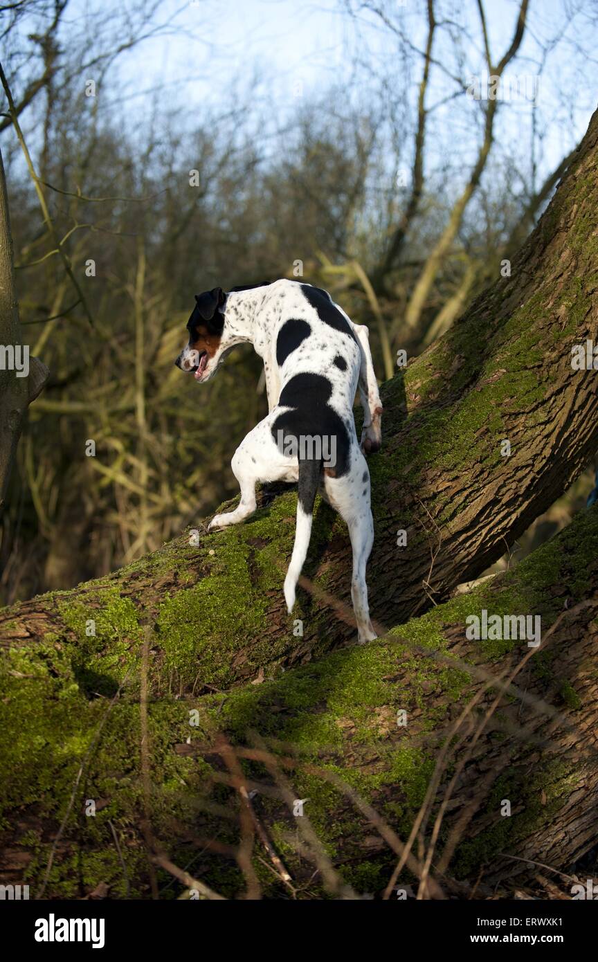 climbing Old Spanish Pointer Stock Photo - Alamy