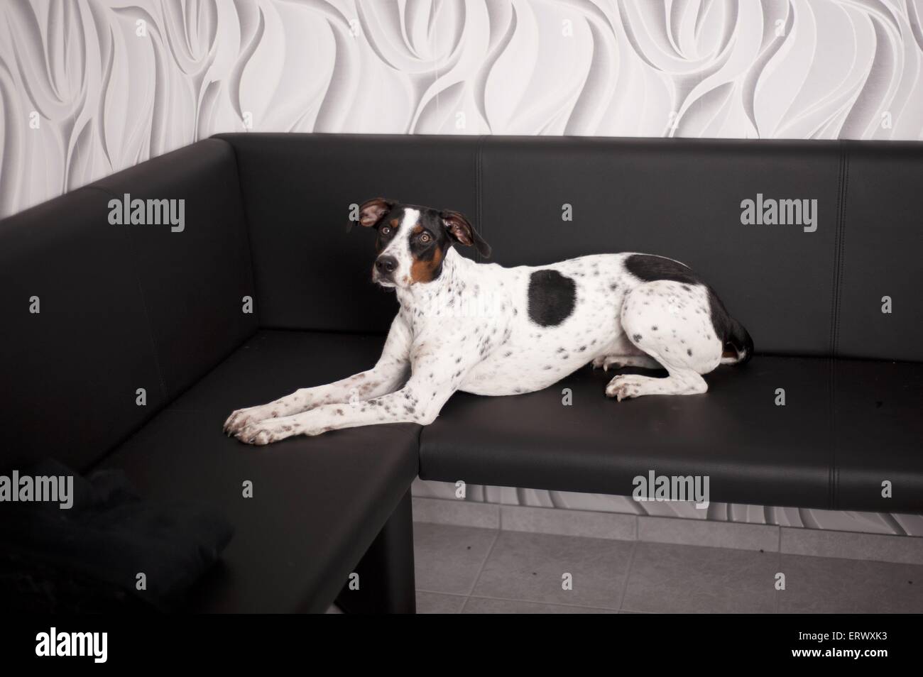 lying Old Spanish Pointer Stock Photo - Alamy
