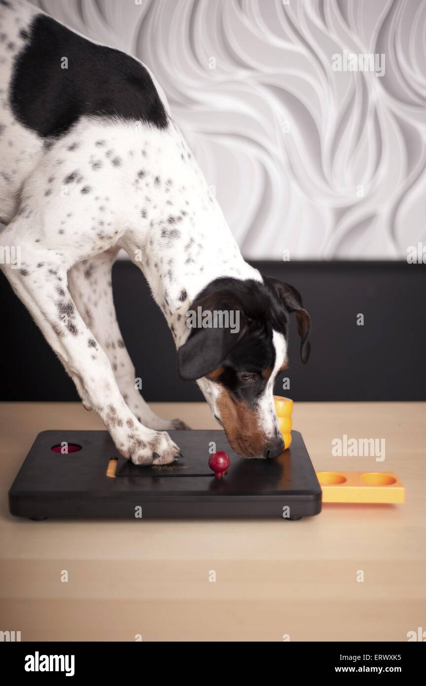 playing Old Spanish Pointer Stock Photo - Alamy