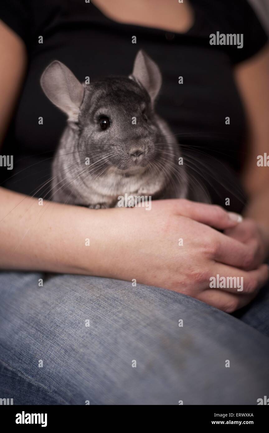 Chinchillas with humans hi-res stock photography and images - Alamy