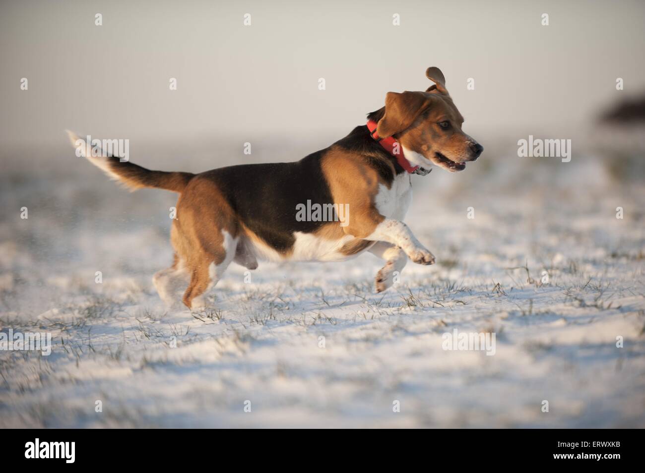 Running beagle hi-res stock photography and images - Alamy