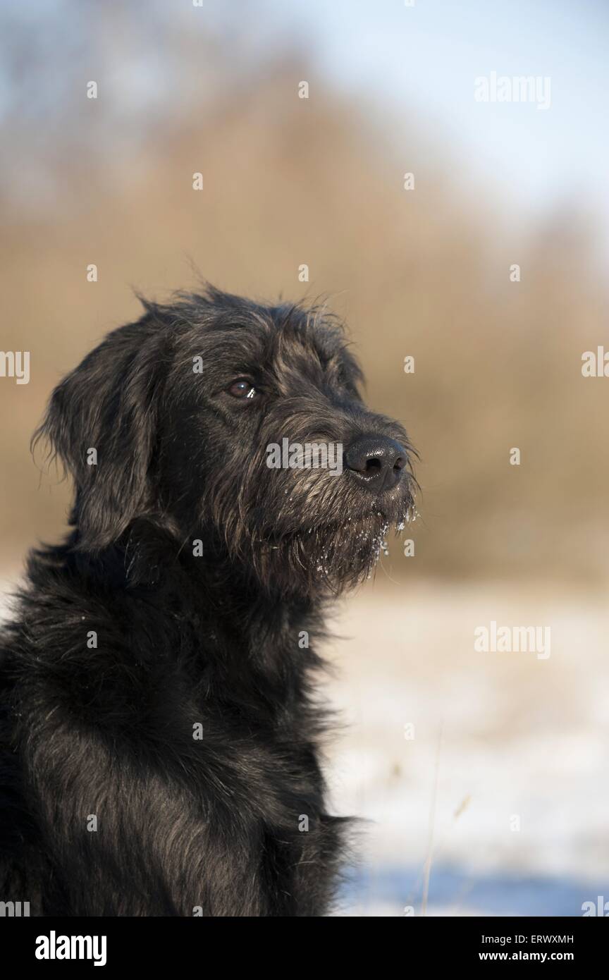 Labradoodle side view hi-res stock photography and images - Alamy