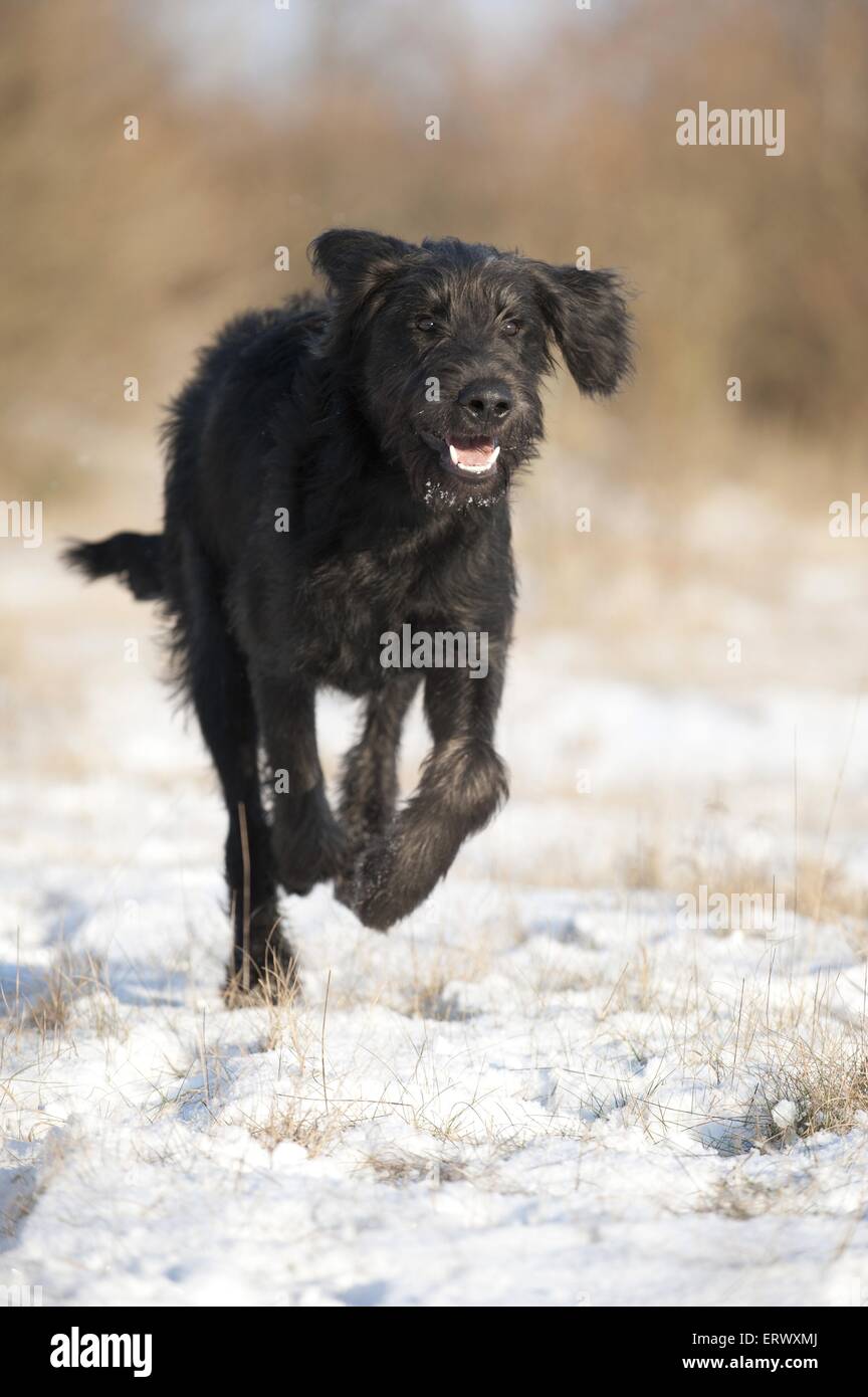 Black labradoodles hi-res stock photography and images - Alamy
