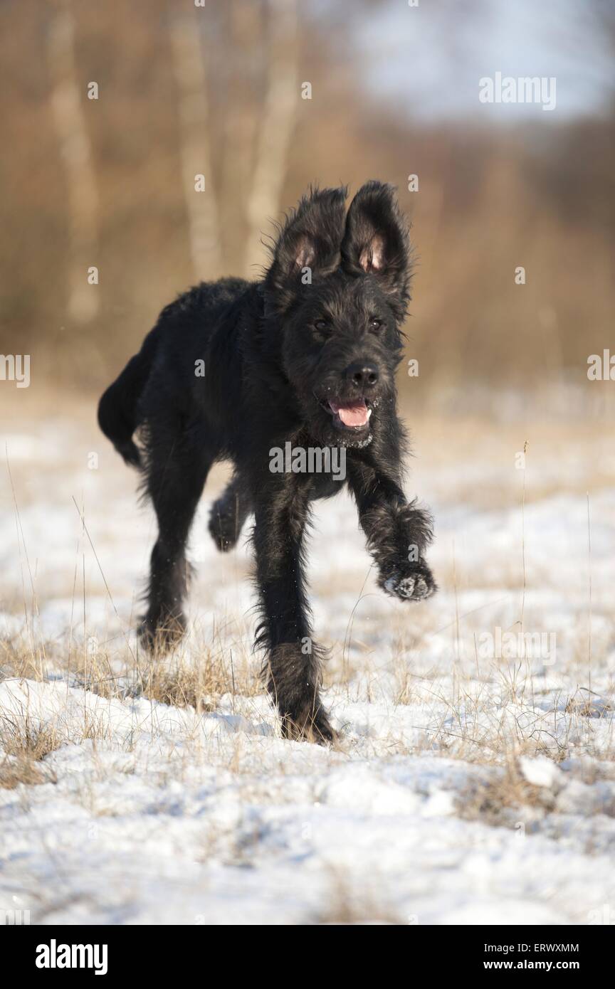 Black labradoodles hi-res stock photography and images - Alamy